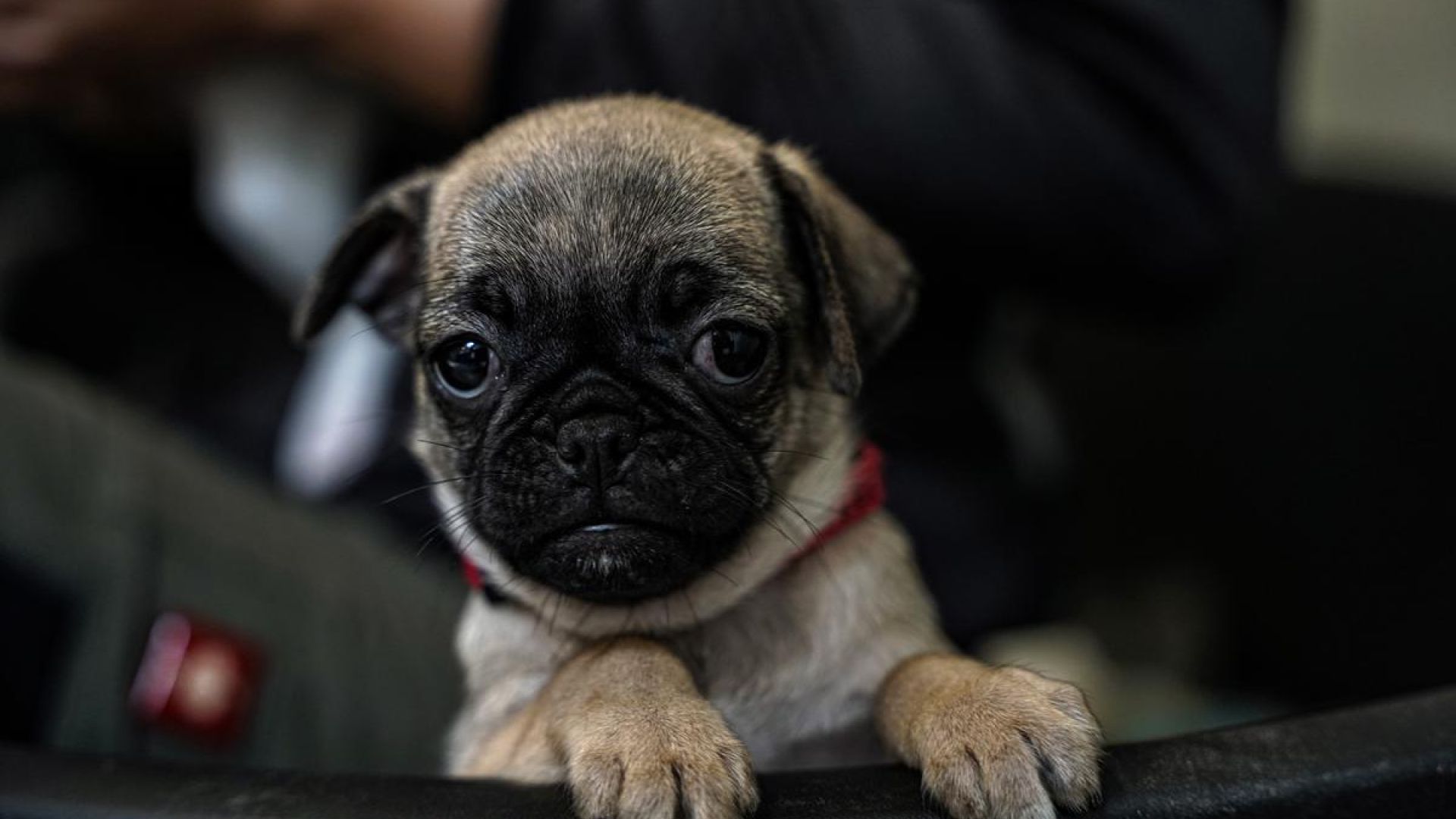 15 hunde med mider og sår fjernet | Dyrenes Beskyttelse